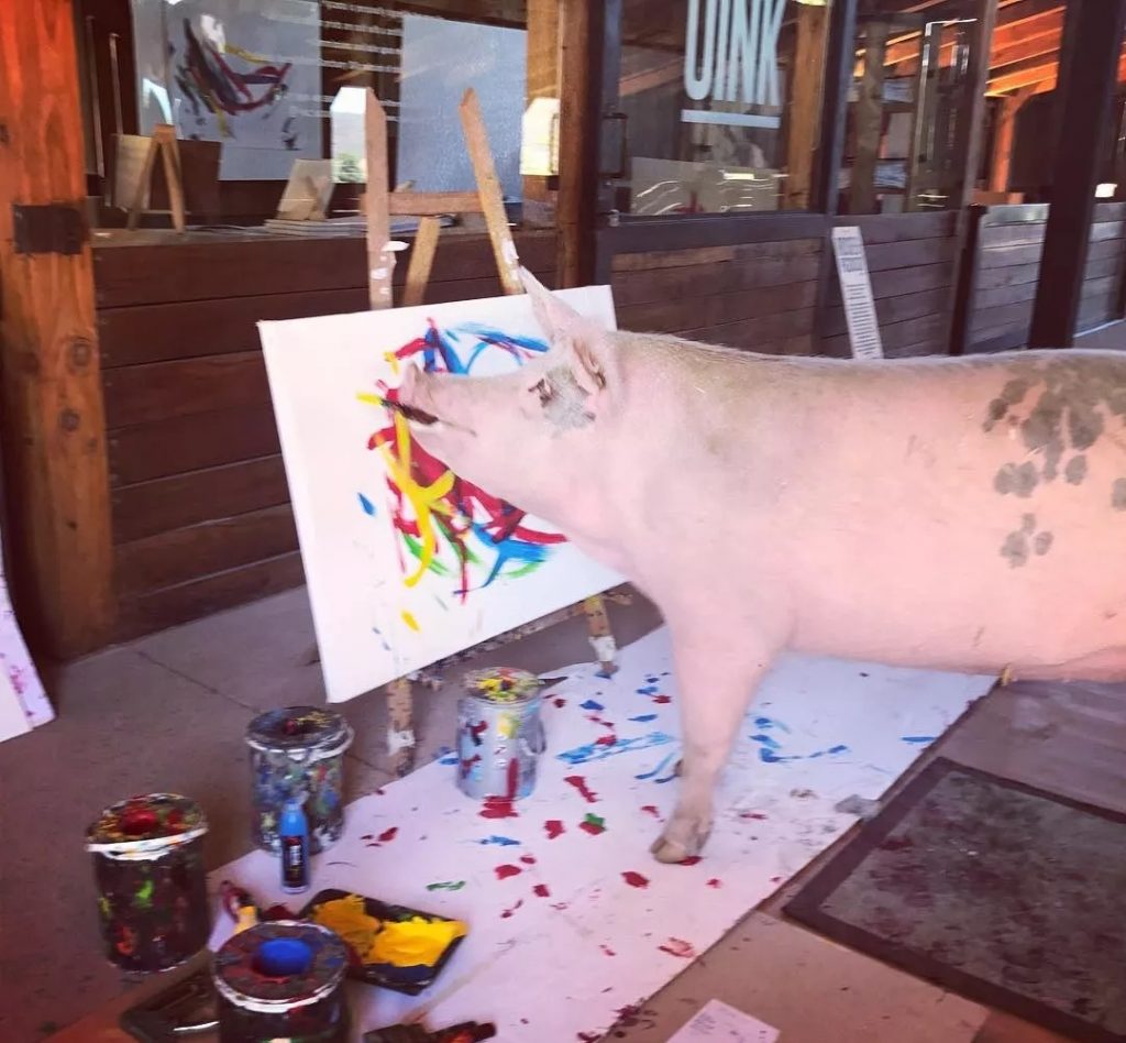 ‘Pigcasso’ the South Africa pig sells paintings for £1,700 – YangGallery